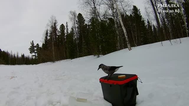 Лесная красавица. Пернатые друзья на рыбалке. Зимняя рыбалка 2020.