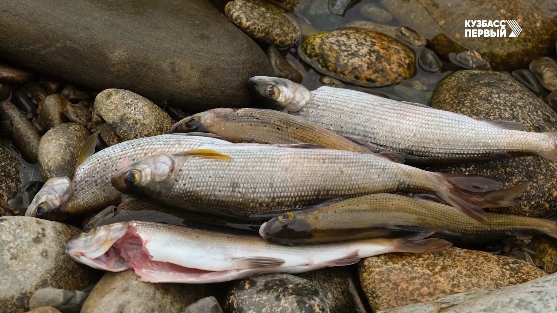 Сибирский лов. Выпуск 95