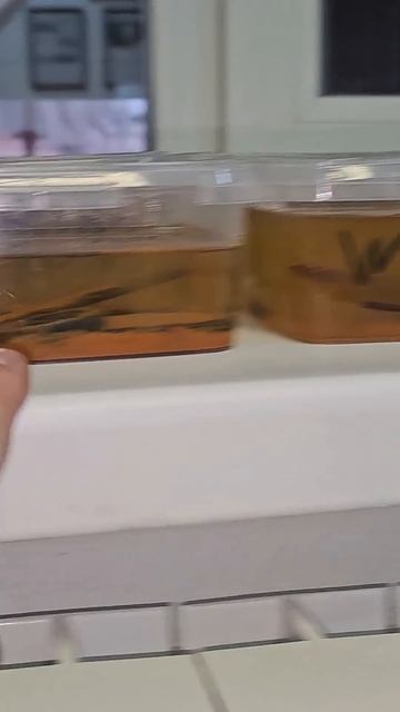 Омывайка в отопление: что будет?