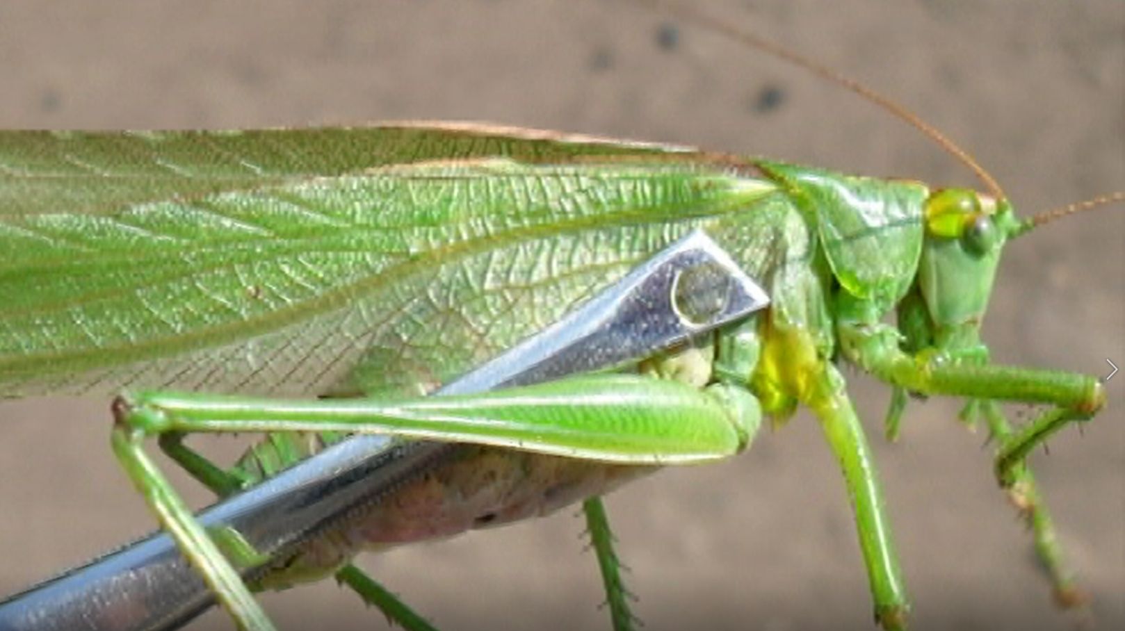 Большой кузнечик