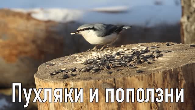 Поползни и пухляки | Ураловед