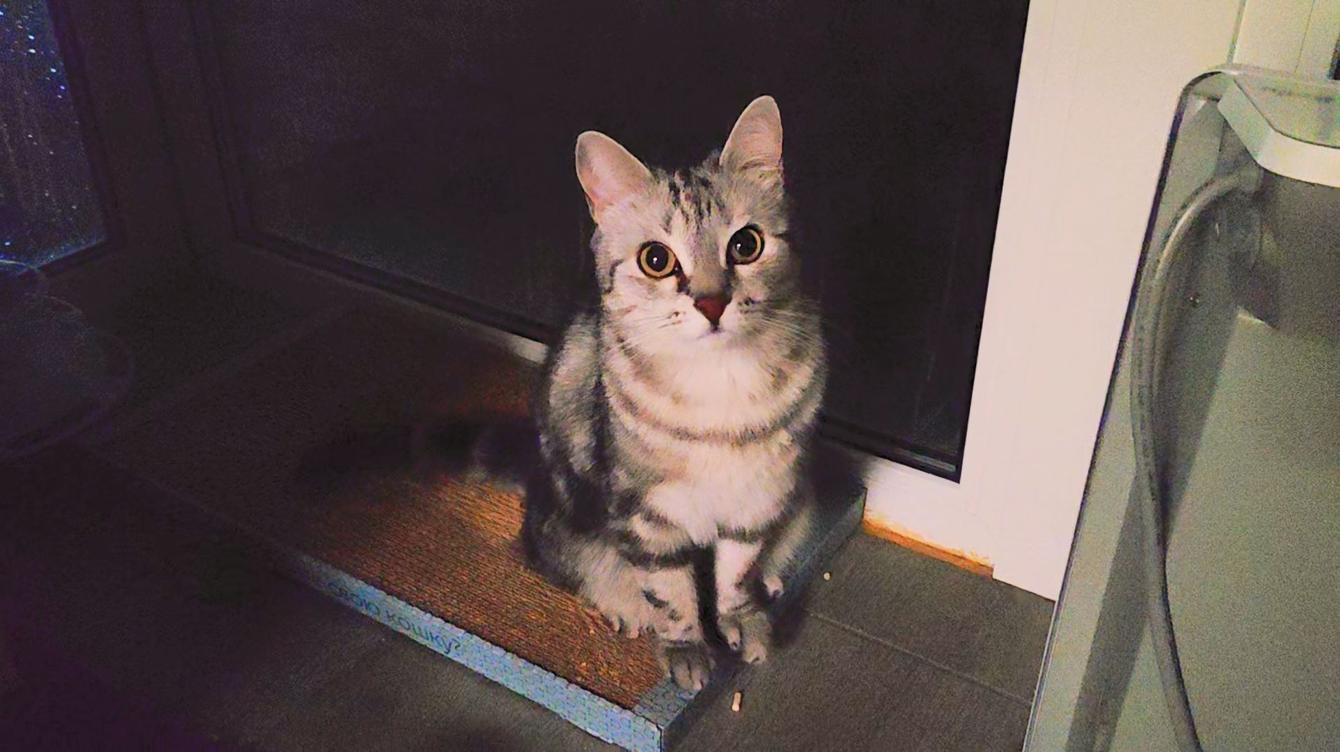 Кошка утром ...