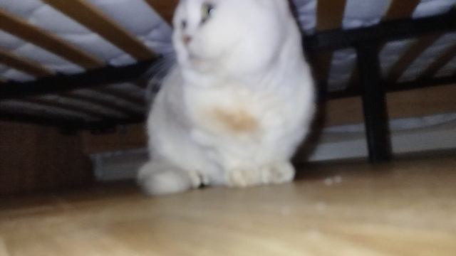 КОТ ПЕРСИК ПОД ДИВАНОМ