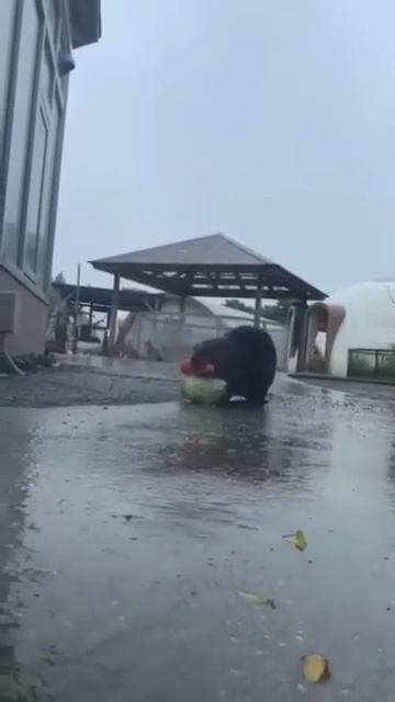 Ограбление века. Бобры проникли на продуктовый склад и наворовали продуктов. Уголовное дело решили н