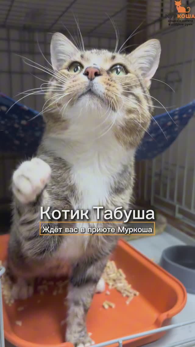 Табуша ждёт вас в приюте #Муркоша