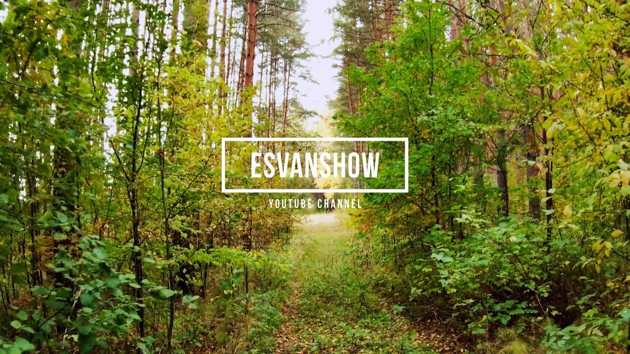 Прогулка по лесу посёлка городского типа Новый Торъял