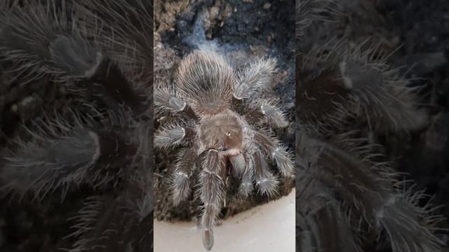 Кормление малышей птицеедов ласиодора парахибана. Продаются! 7 декабря 2025 г.