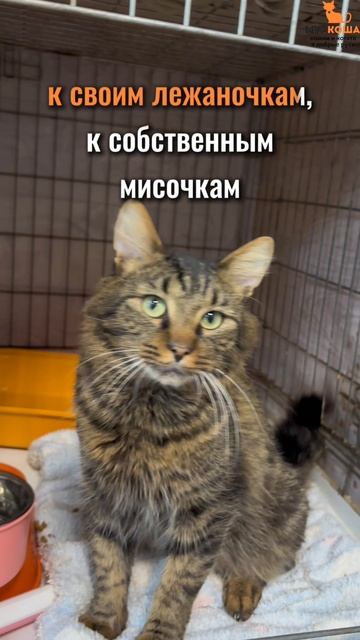 Ноблс ждёт вас в приюте #Муркоша