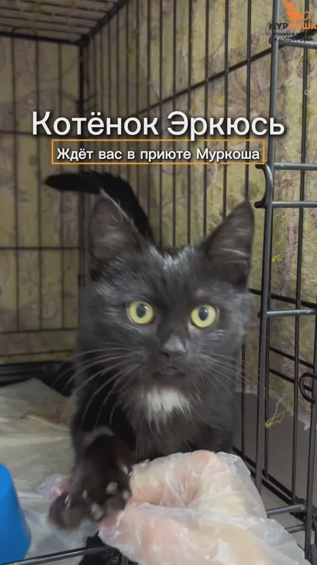 Эркюсь ждёт вас в приюте #Муркоша