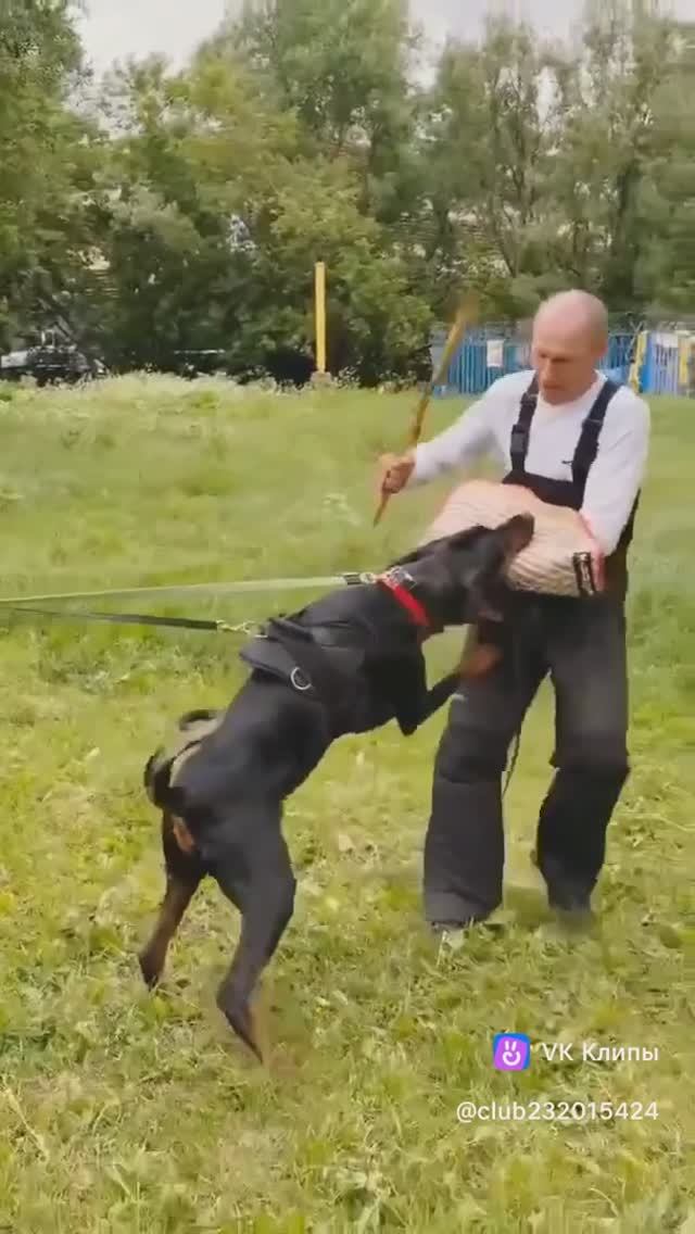 Крутой рабочий Доберман питомника в городе Москва, Московская область. Дрессировка по защите.