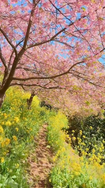 Сказочный сад в Японии! | A fabulous garden in Japan!