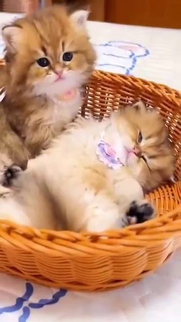 Милый котик)) | Cute kitty))