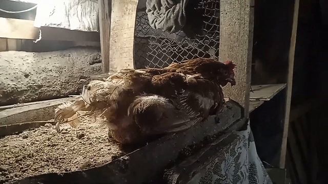 Желточный перитонит - вид снаружи и внутри.