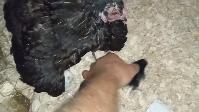 Бракованная наседка.