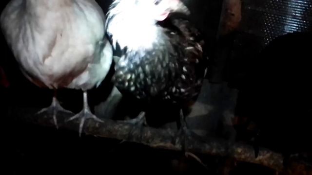 Микоплазмоз. Выпал глаз.