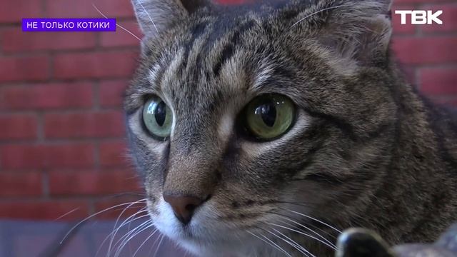 Кот Семен из рекламного агентства / «Не только котики»