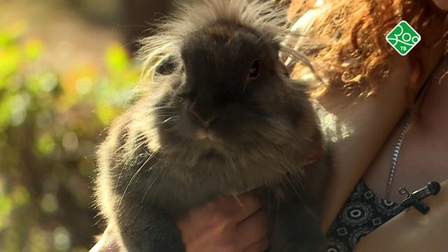 К вашим услугам! Анонс. Канал ЗОО ТВ