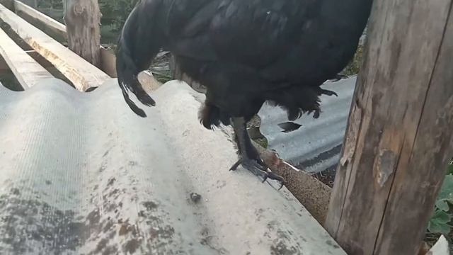 Микоплазмоз. Поражение пяточного сустава у цыпленка.