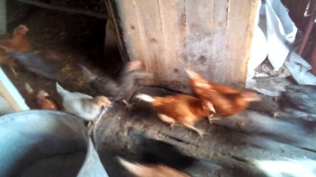 Куры собрались на прогулку.