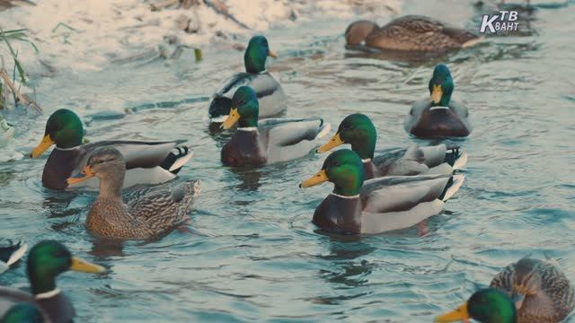 Зимние радости - 2