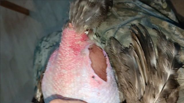 Пискунья и неожиданная хирургия.