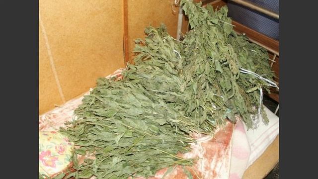 Лекарственные растения. Крапива для кур.