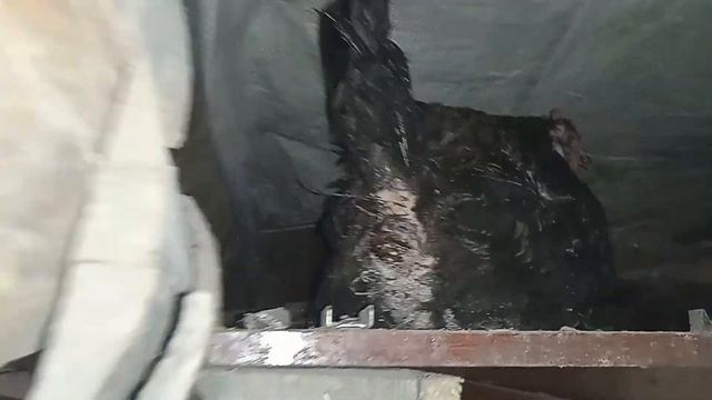 Пример каннибализма у кур.