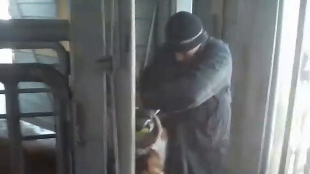 Обрезка рогов у коров