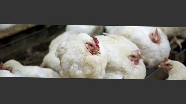 Болезни кур. Микоплазмоз. Разбор болезни.