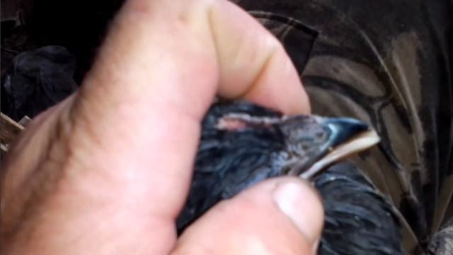 Я такого ещё не видел! Некроз языка у цыпленка.