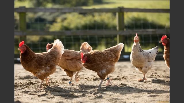 Болезни кур.  Эймериоз (кокцидиоз).