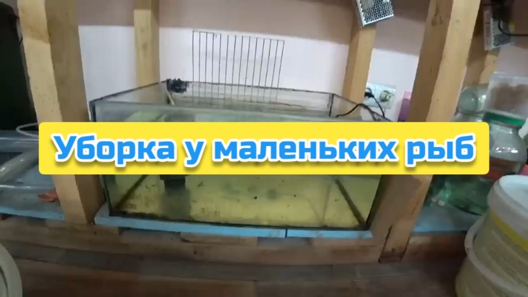 Уборка у маленьких рыб