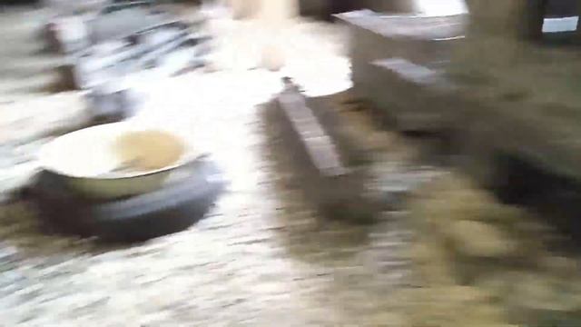 Как отличить наседку от несушки?