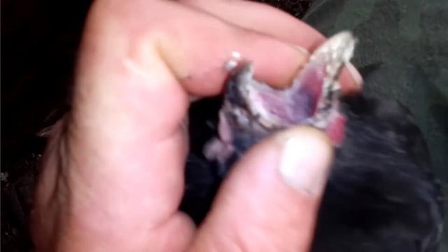 Последствия некроза языка у цыпленка