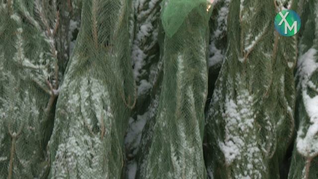 В Ханты-Мансийске начали работу ёлочные базары