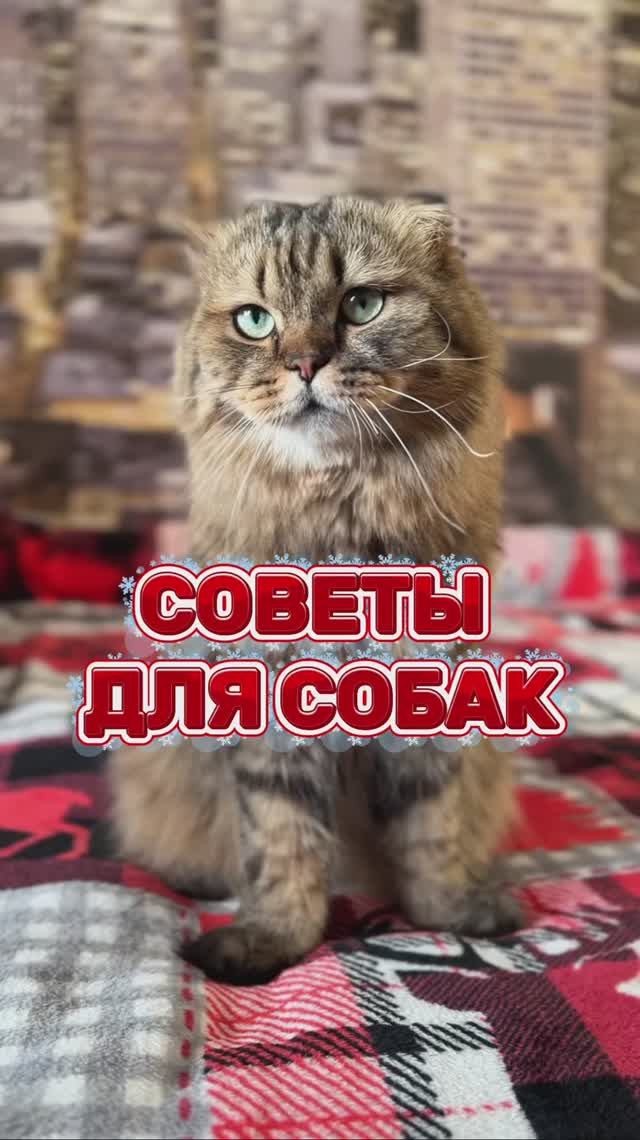 Советы для собак😸 #котики #юмор #животные