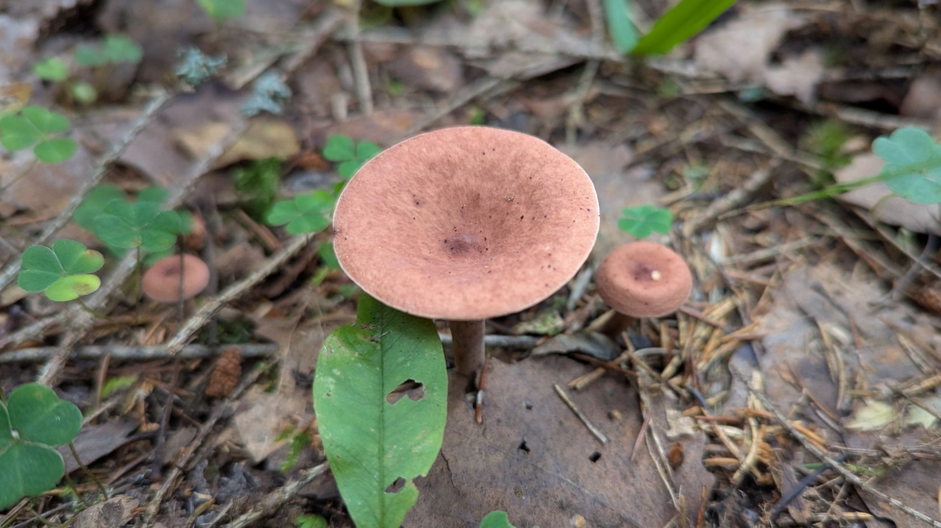 Краснушка (Lactarius subdulcis). Как выглядит гриб на месте произрастания.