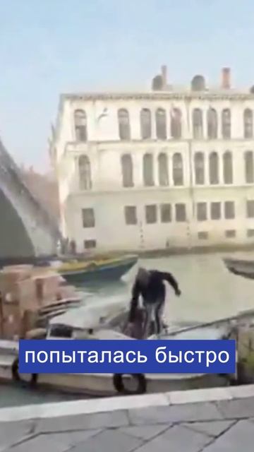 В Венеции пьяная женщина угнала лодку и врезалась на ней в мост Риальто