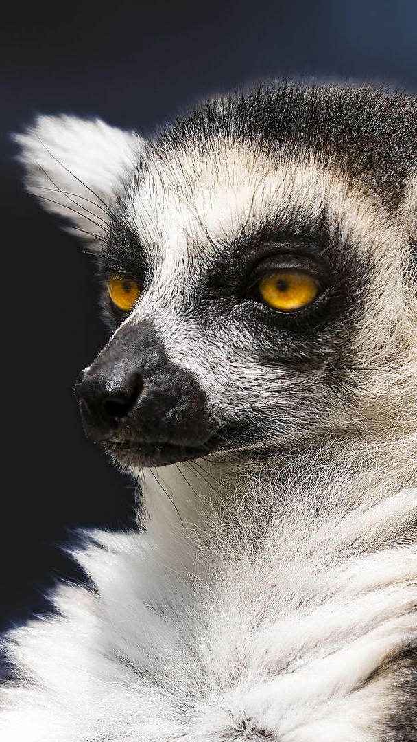 не для ссылки