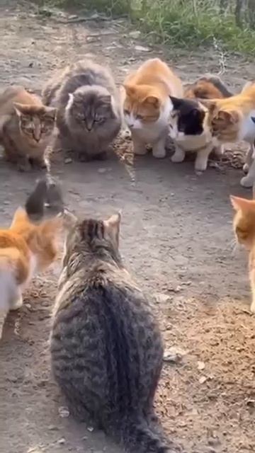 Бойцовский кото клуб 😾