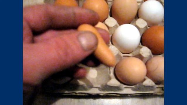 Необычное куриное яйцо