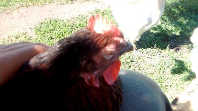 Микоплазмоз, рецидив у несушки.