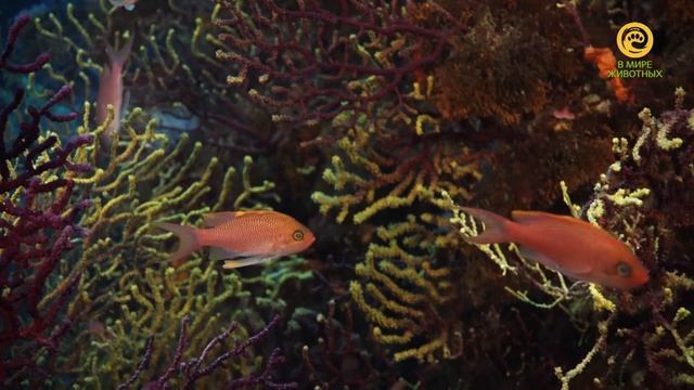 Средиземное море: возрождение. Анонс. Канал В Мире Животных