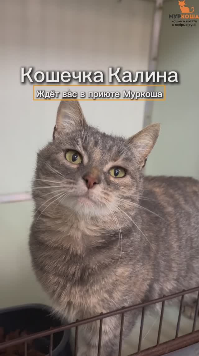 Калина ждёт вас в приюте #Муркоша