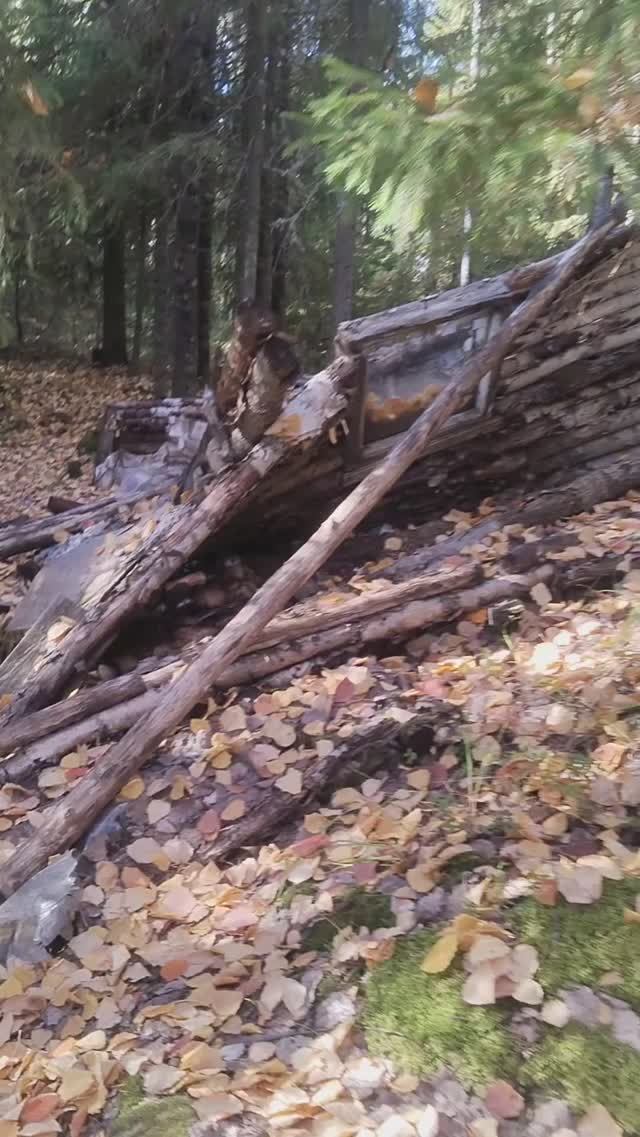 Грибник нашёл в тайге ЭТО был в ШОКЕ и ОБАЛДЕЛ! Один в лесу такого не ожидал...