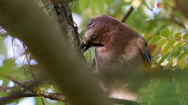 Шеф, я Вас вижу!