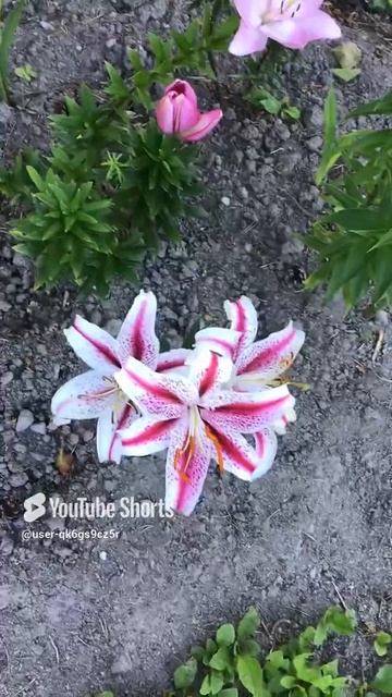 Ленобласть.Хвойное.23.07.2024. Дача. Лилии диззи и густомахровая нестези полностью цветущие Эпизод 7