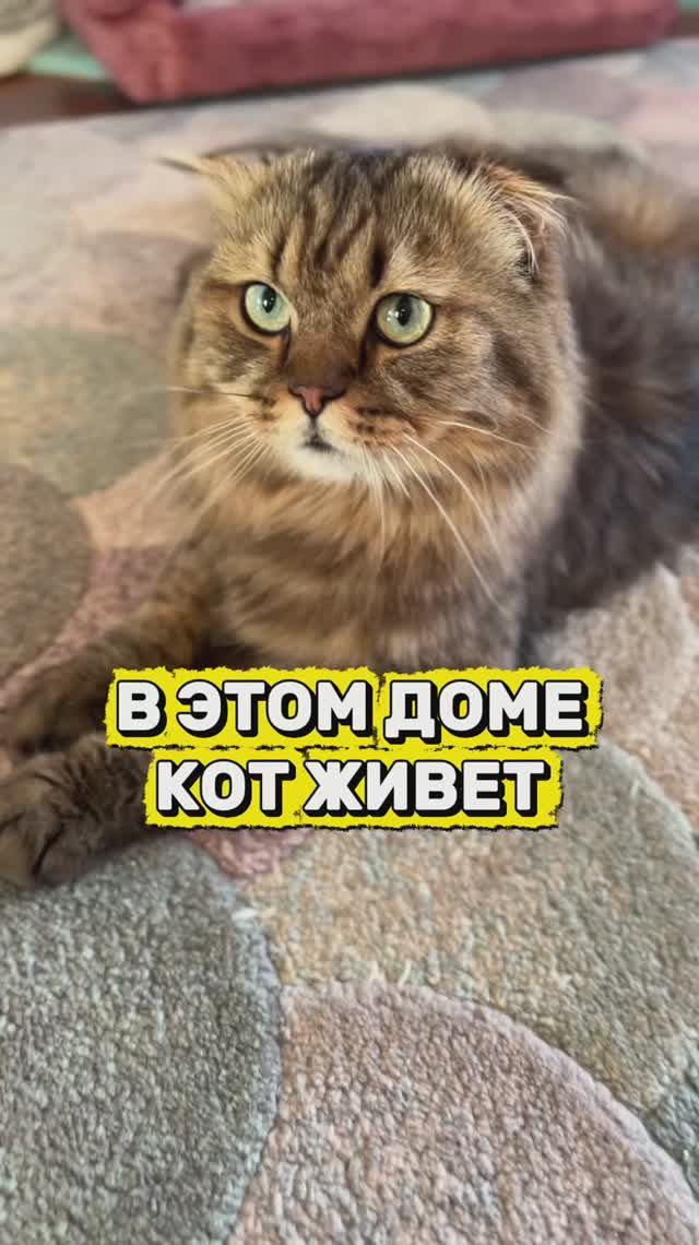 Ставь 👍 если у тебя тоже живет кот😻