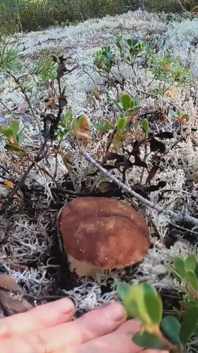 Мечта всей жизни попасть в этот лес. #лес #грибы #mushroom #forest