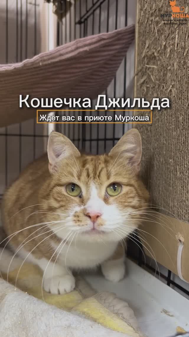 Джильда ждёт вас в приюте #Муркоша